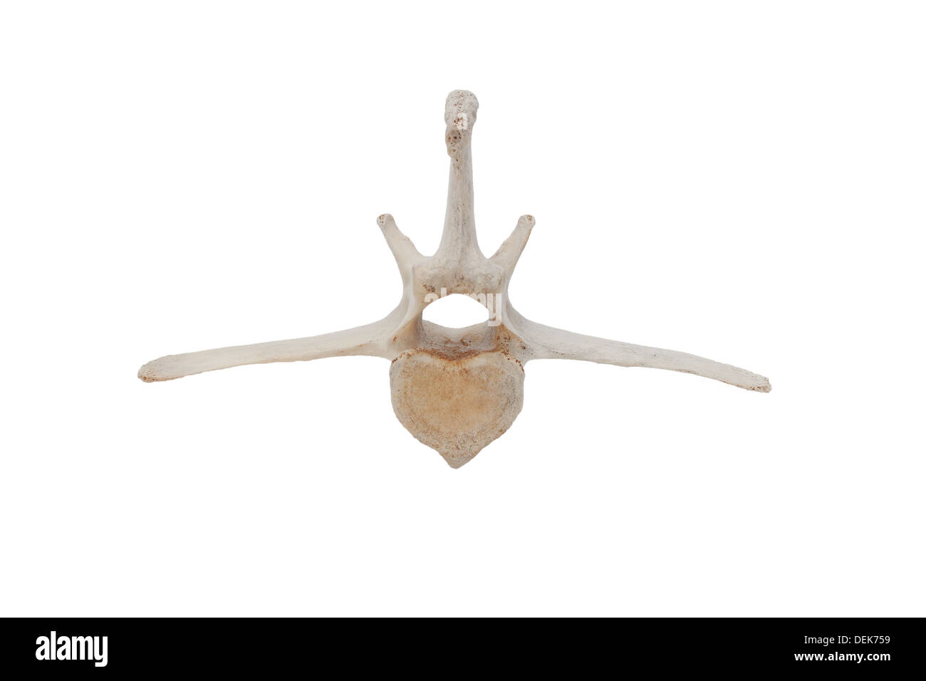 Animal bone hi-res stock photography and images - Alamy