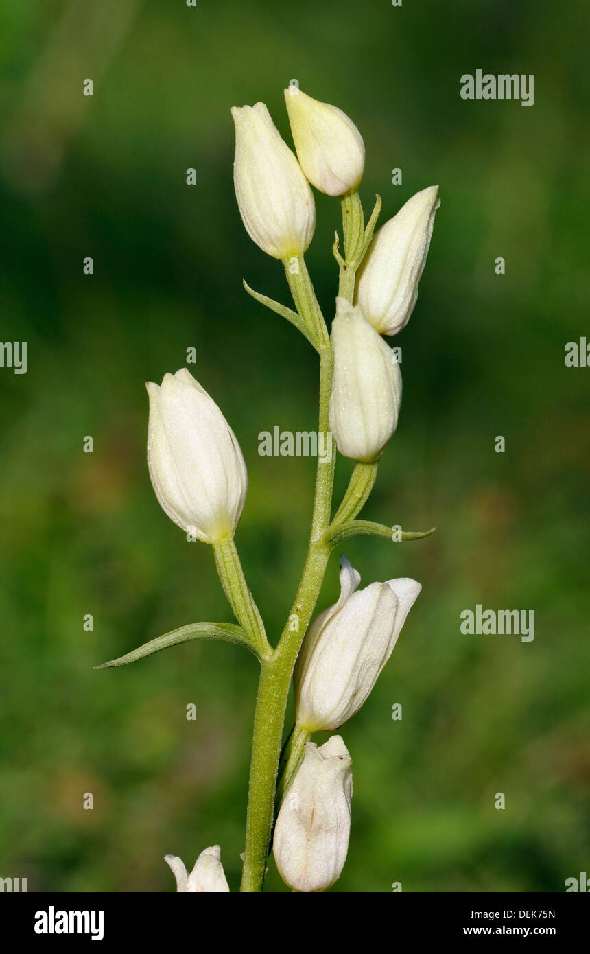 White Helleborine Orchid - Cephalanthera damasonium Stock Photo - Alamy