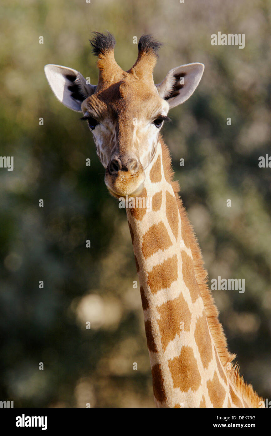 Nigerian fauna hi-res stock photography and images - Alamy