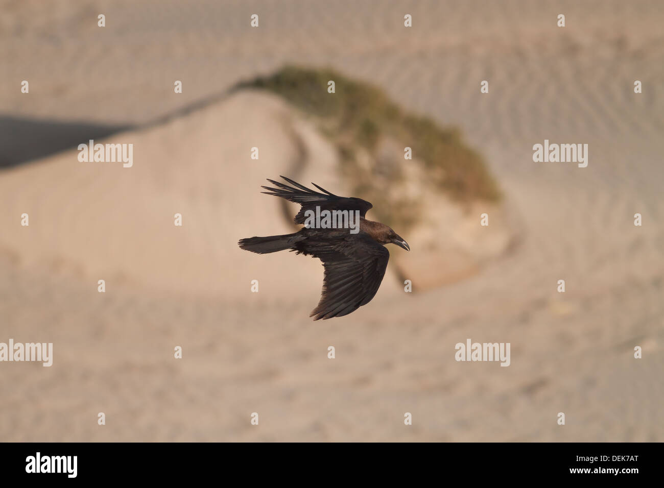 High desert bird hi-res stock photography and images - Alamy