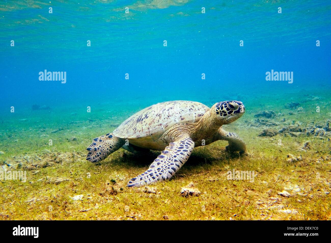 Mayotte comores hi-res stock photography and images - Alamy