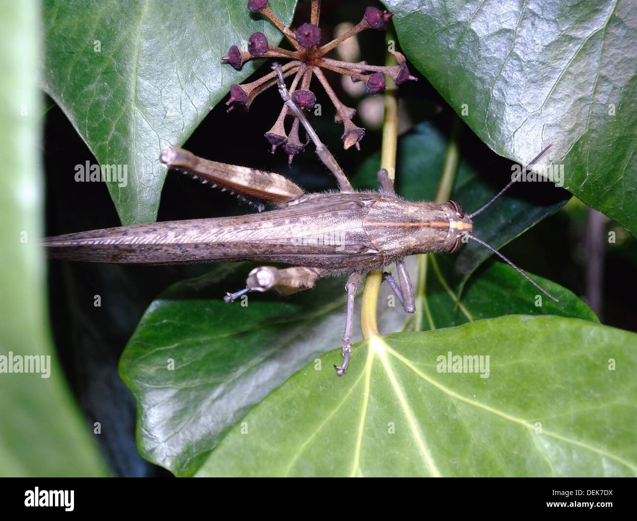 Locust catch hi-res stock photography and images - Alamy