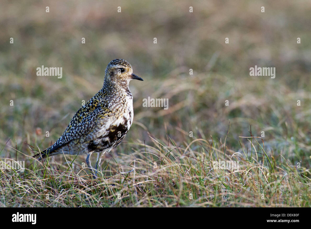 European Golden Plover (Pluvaris apricaria) - UK Stock Photo - Alamy
