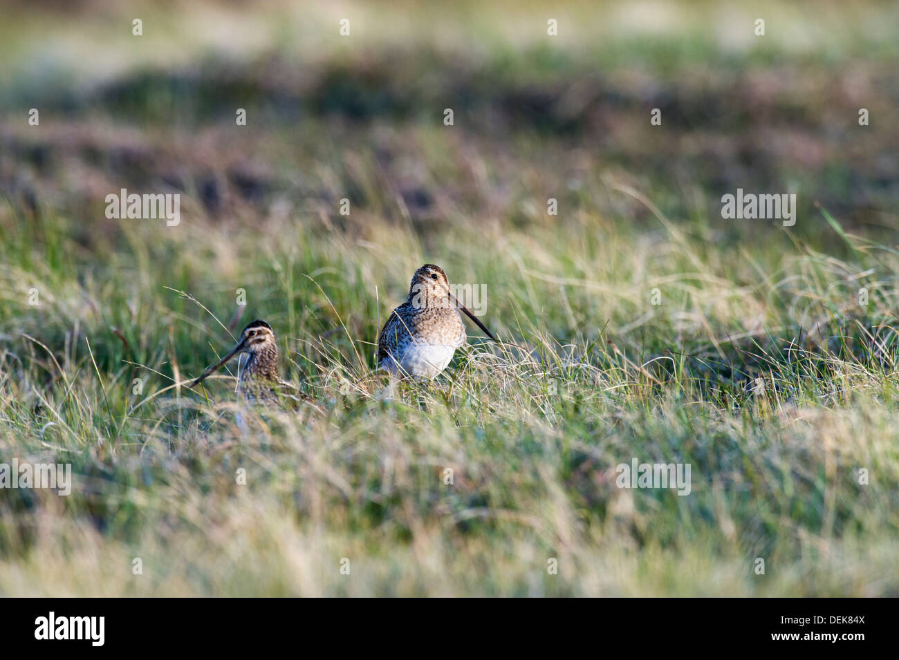 Two common uk birds hi-res stock photography and images - Alamy