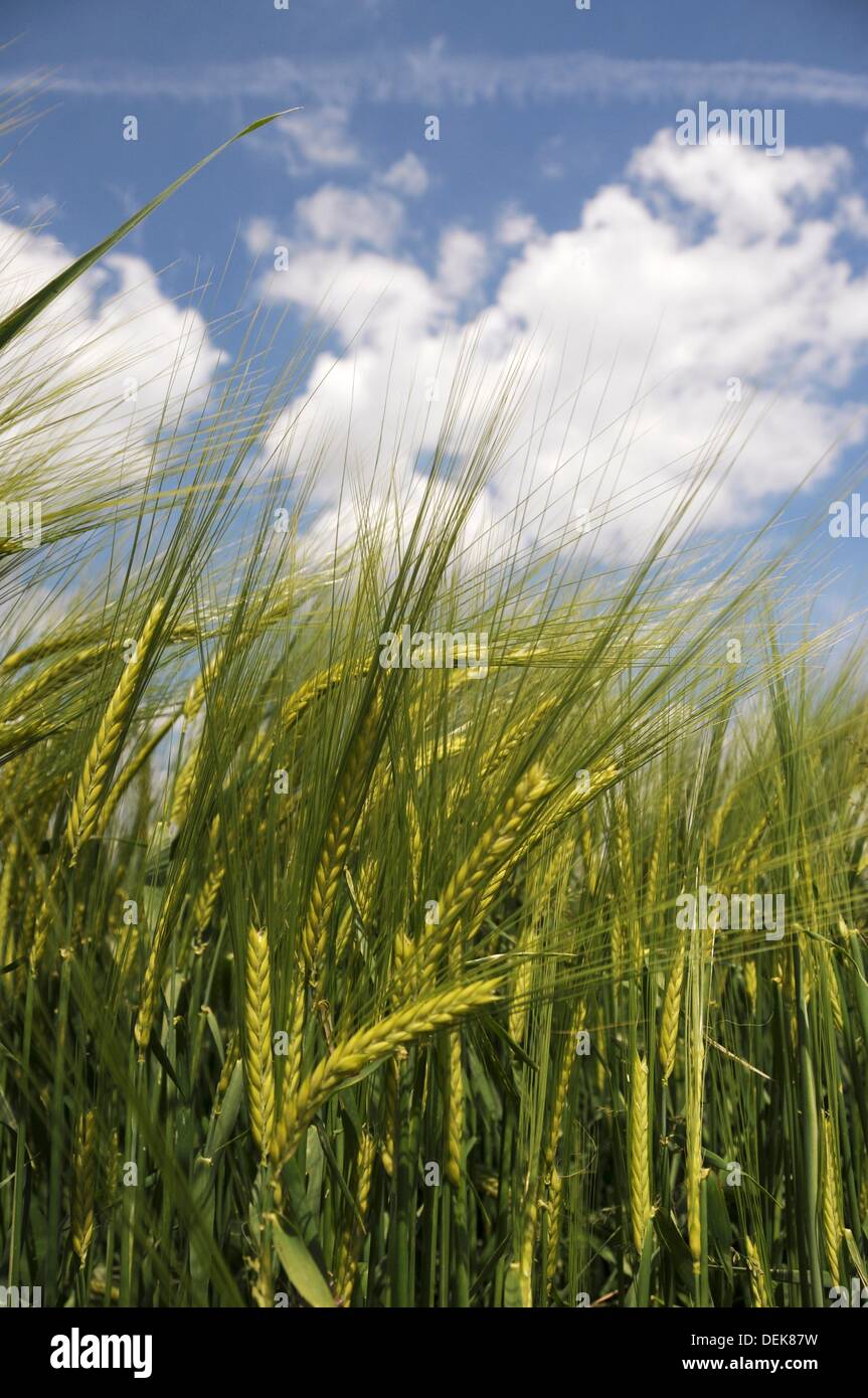 Transgenic corn field hi-res stock photography and images - Alamy