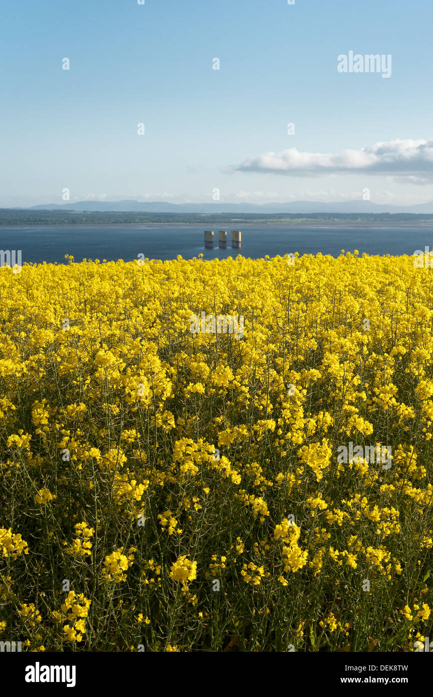 Oil seed Rape fields on the Black Isle , Cromarty, Scotland Stock Photo ...