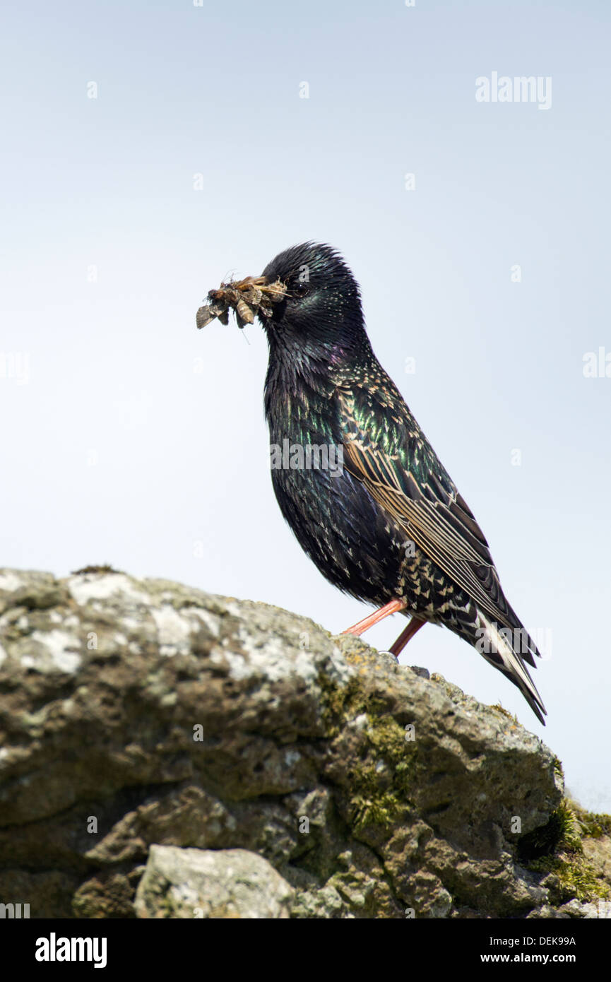 Common starling uk hi-res stock photography and images - Alamy