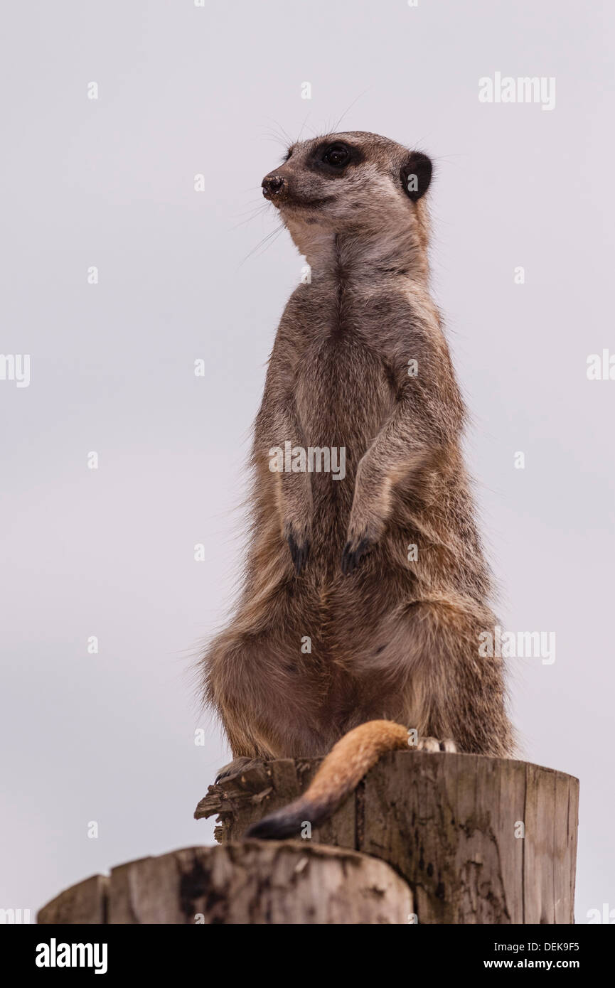 Captive Meerkats High Resolution Stock Photography and Images - Alamy