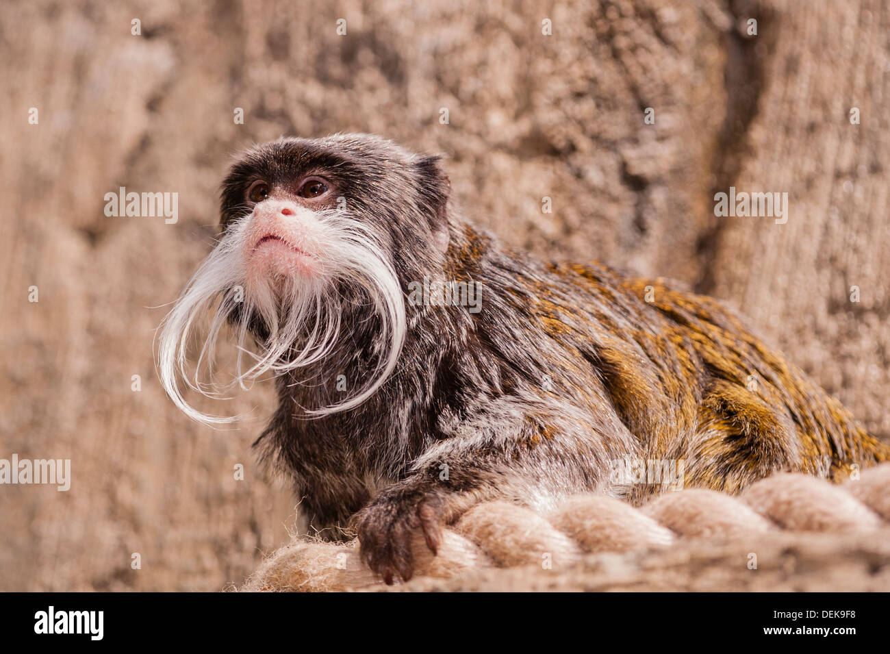 Emperor Tamarin Monkey Funny