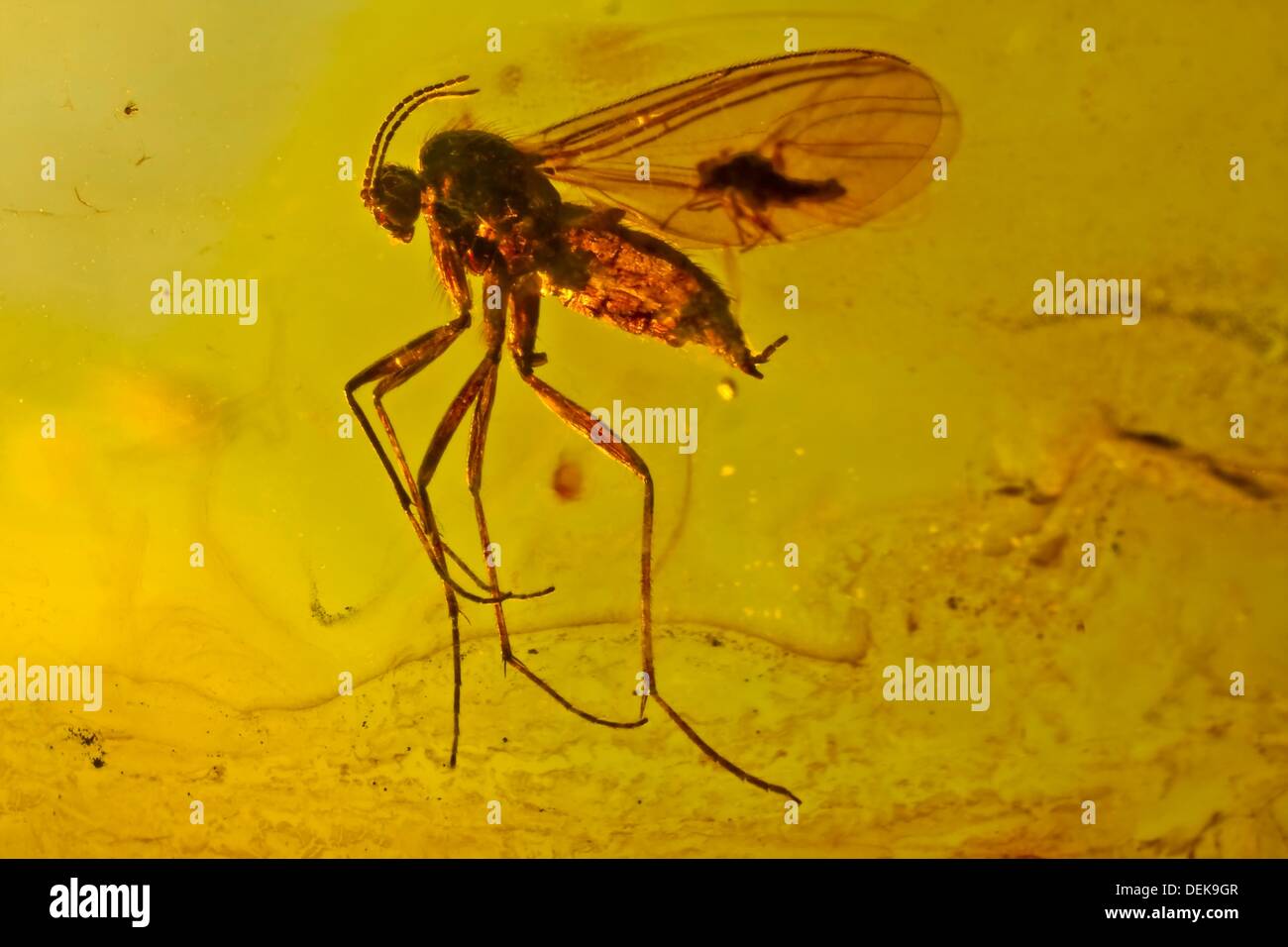 Insect in amber hi-res stock photography and images - Alamy