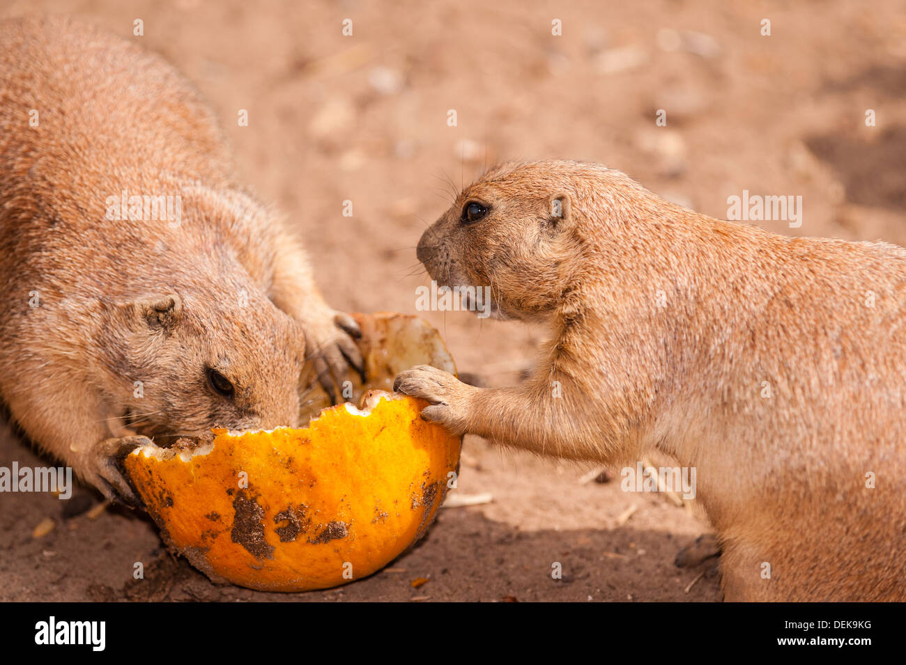 Two captive Black-Tailed Marmots ( Cynomys ludivicianus ) also known as ...