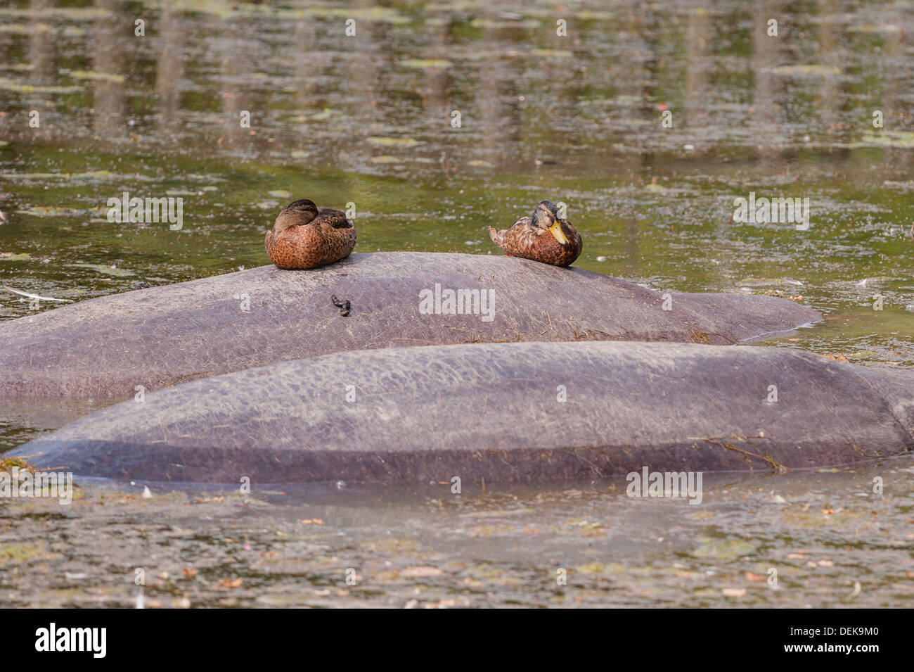 Two ducks sitting on a hippopotamus or hippo at Longleat Safari Park in ...