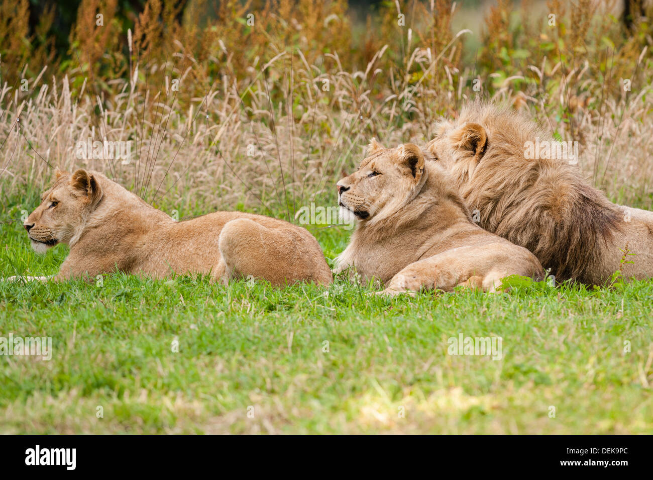 Captive Lions at Longleat Safari Park in Longleat , Warminster ...