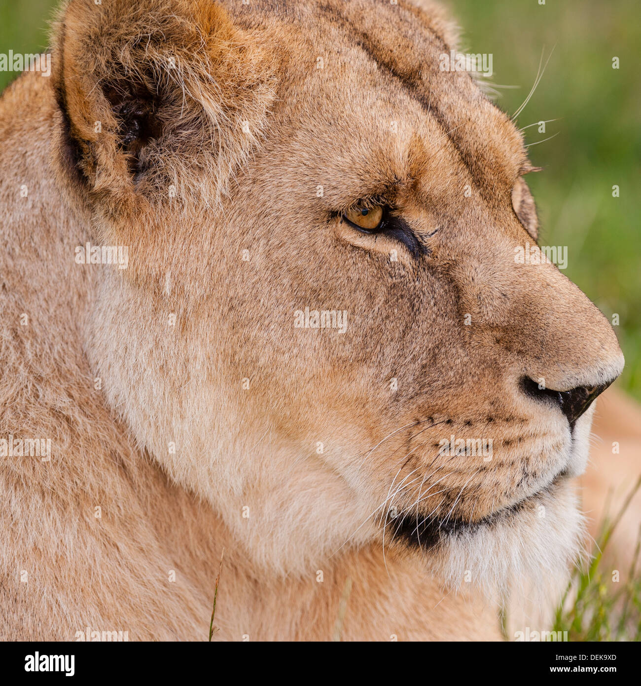 A Captive Lion at Longleat Safari Park in Longleat , Warminster ...