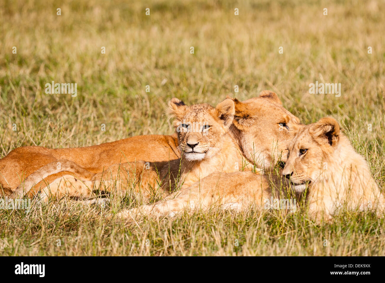 Captive Lions at Longleat Safari Park in Longleat , Warminster ...