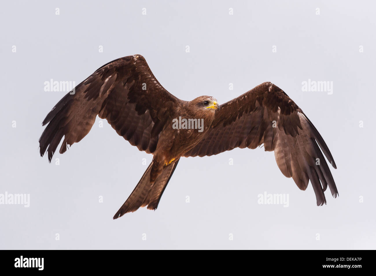 A captive Yellow Billed Kite (Milvus aegyptius) in flight at Longleat ...