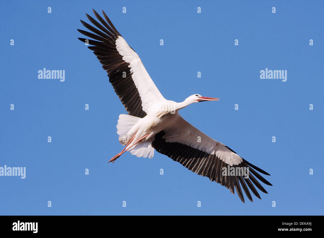 White stork flying hi-res stock photography and images - Alamy