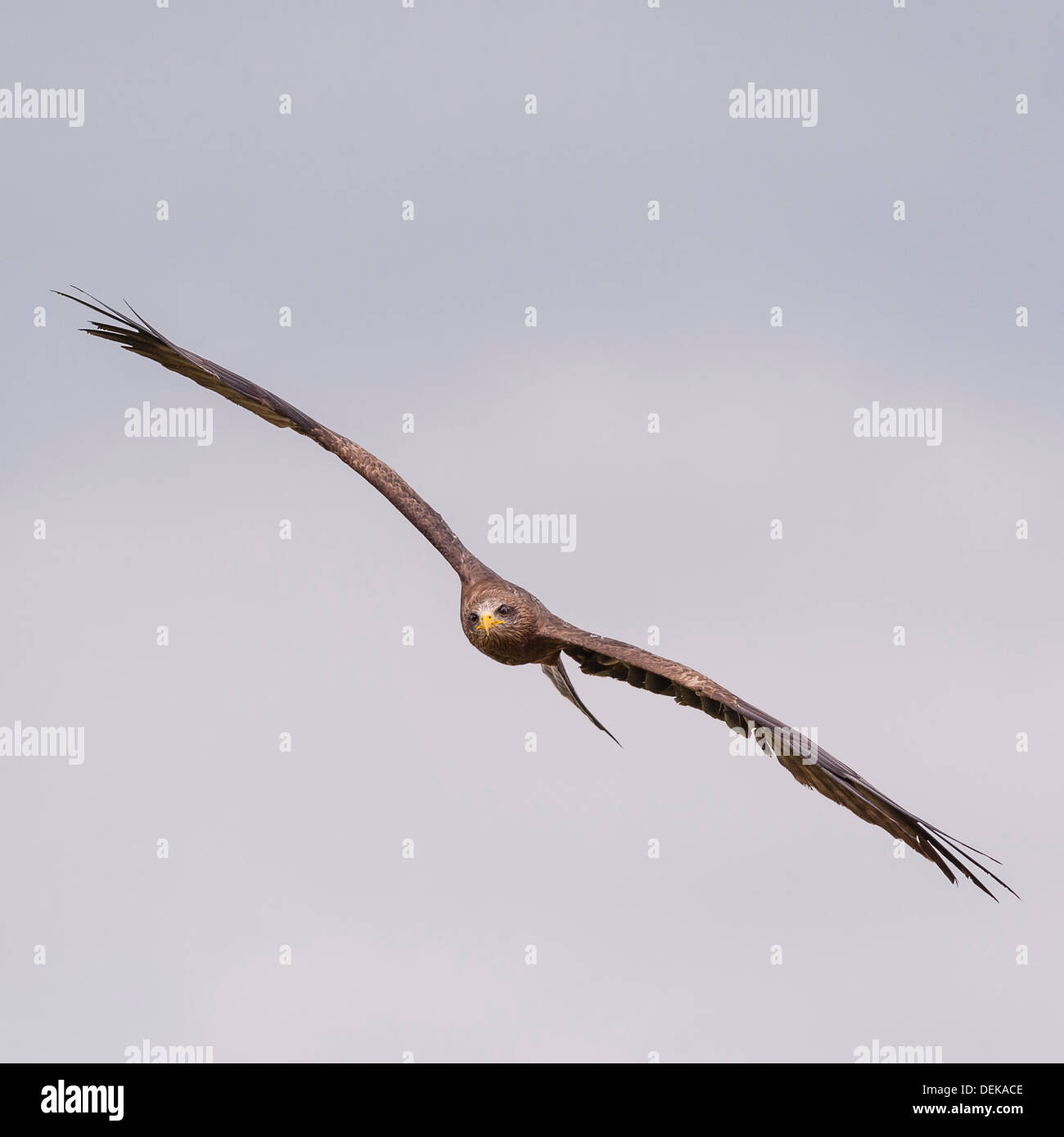 Yellow billed kites flying hi-res stock photography and images - Alamy