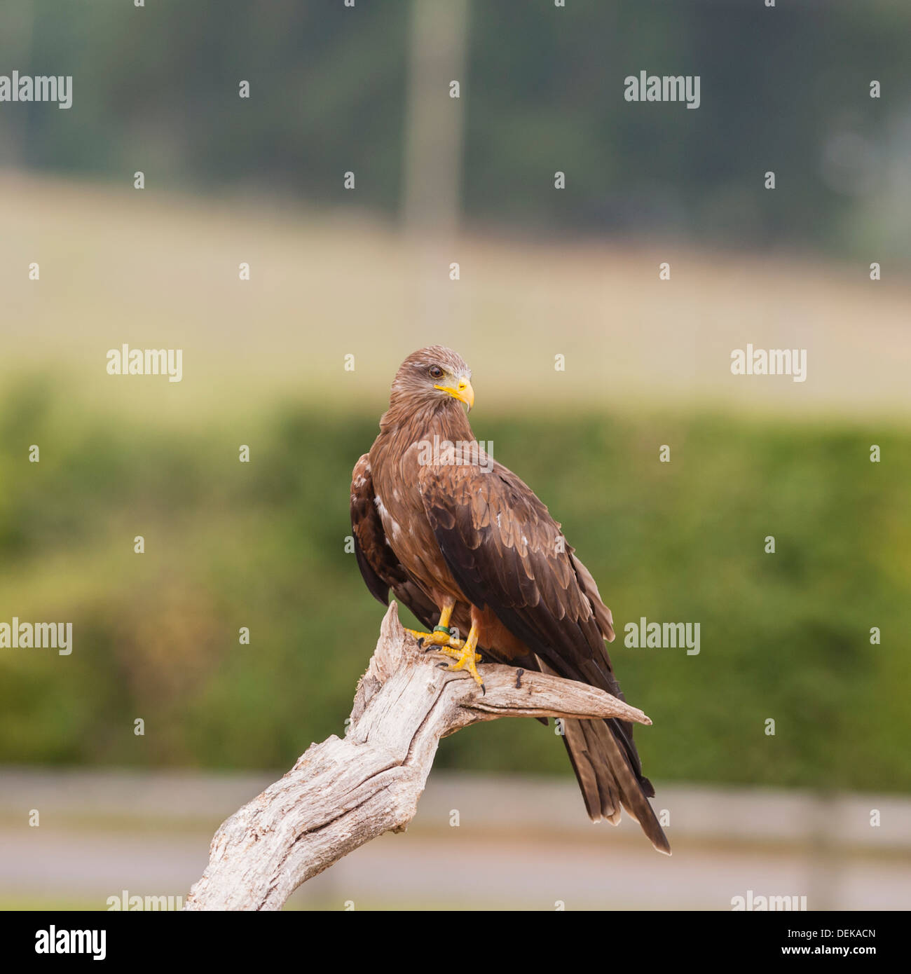 Captive yellow billed kite hi-res stock photography and images - Alamy