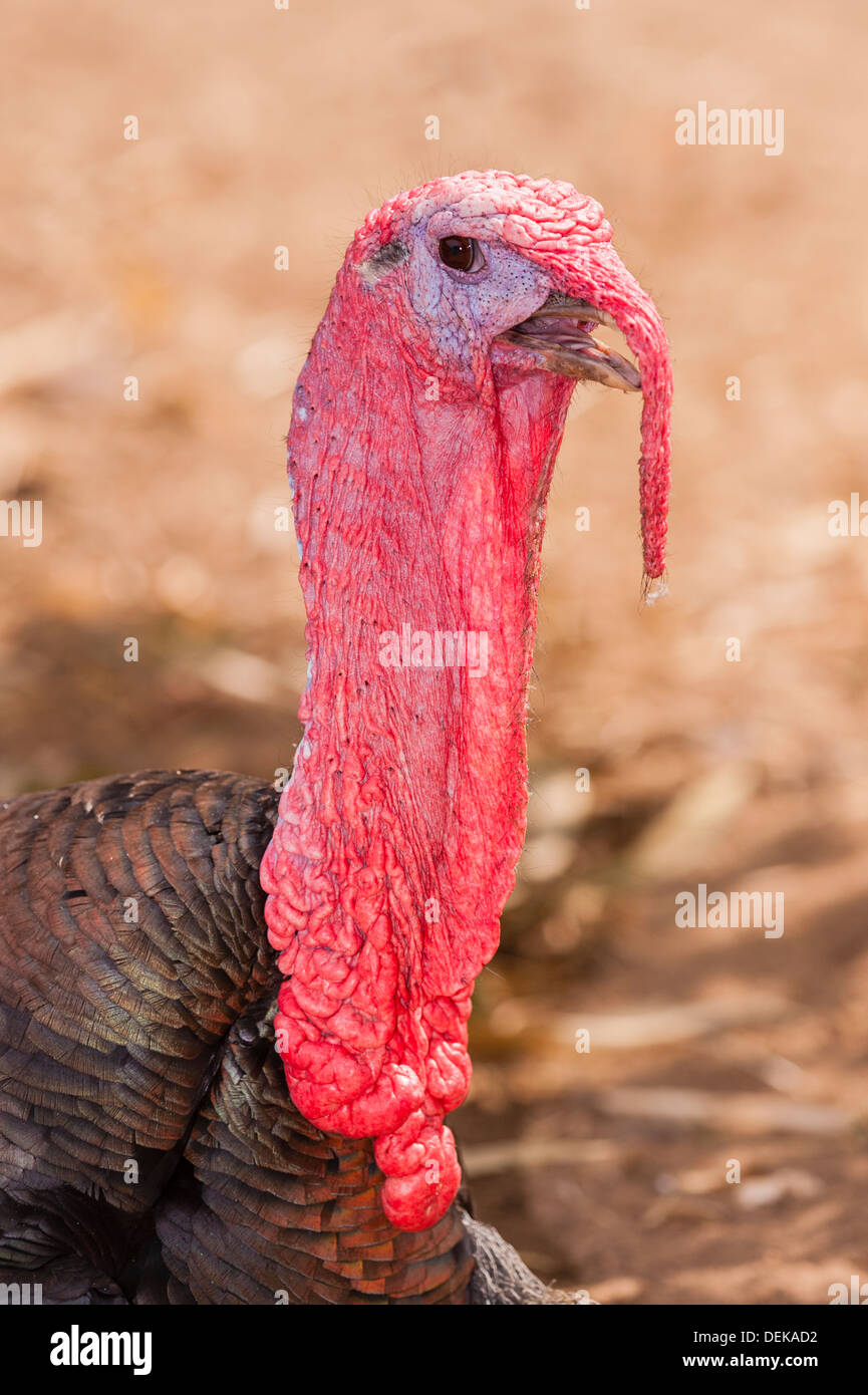 Turkeys uk birds hi-res stock photography and images - Alamy