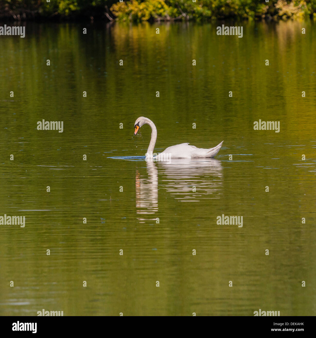 Cygnus a hi-res stock photography and images - Alamy