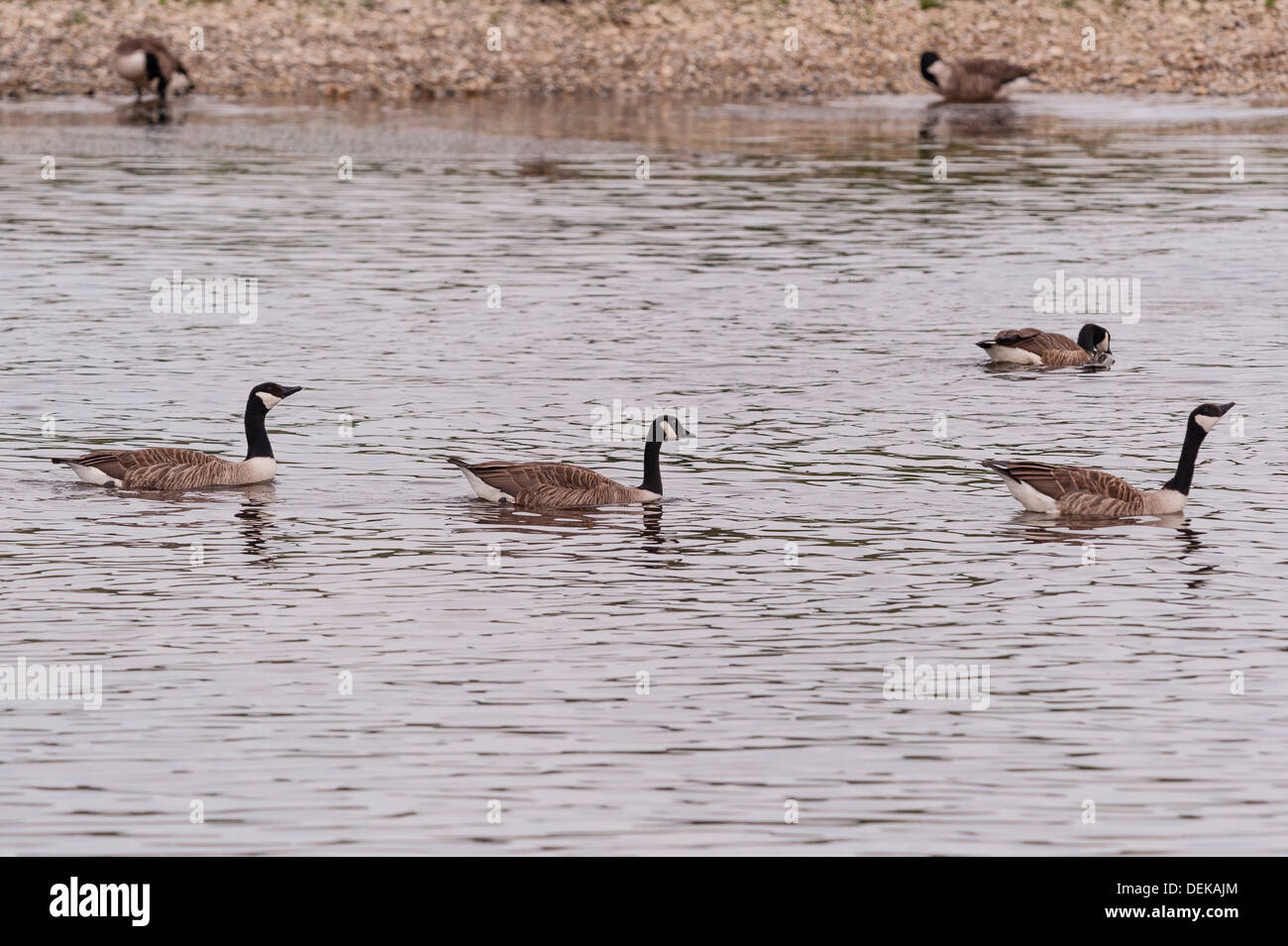 Canada geese uk hi-res stock photography and images - Alamy