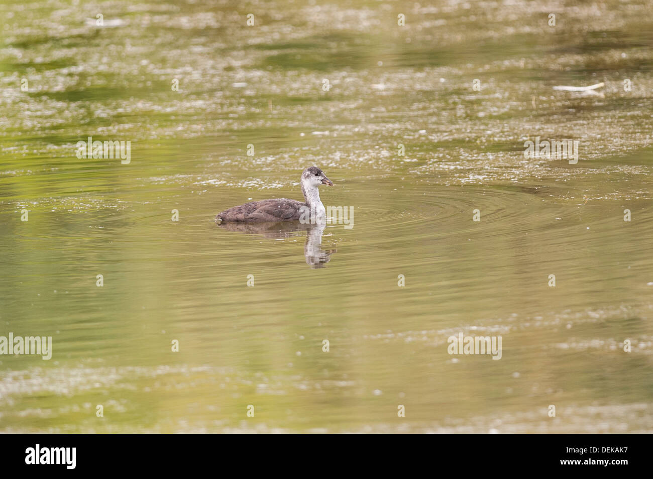 Juvenile coot uk hi-res stock photography and images - Alamy