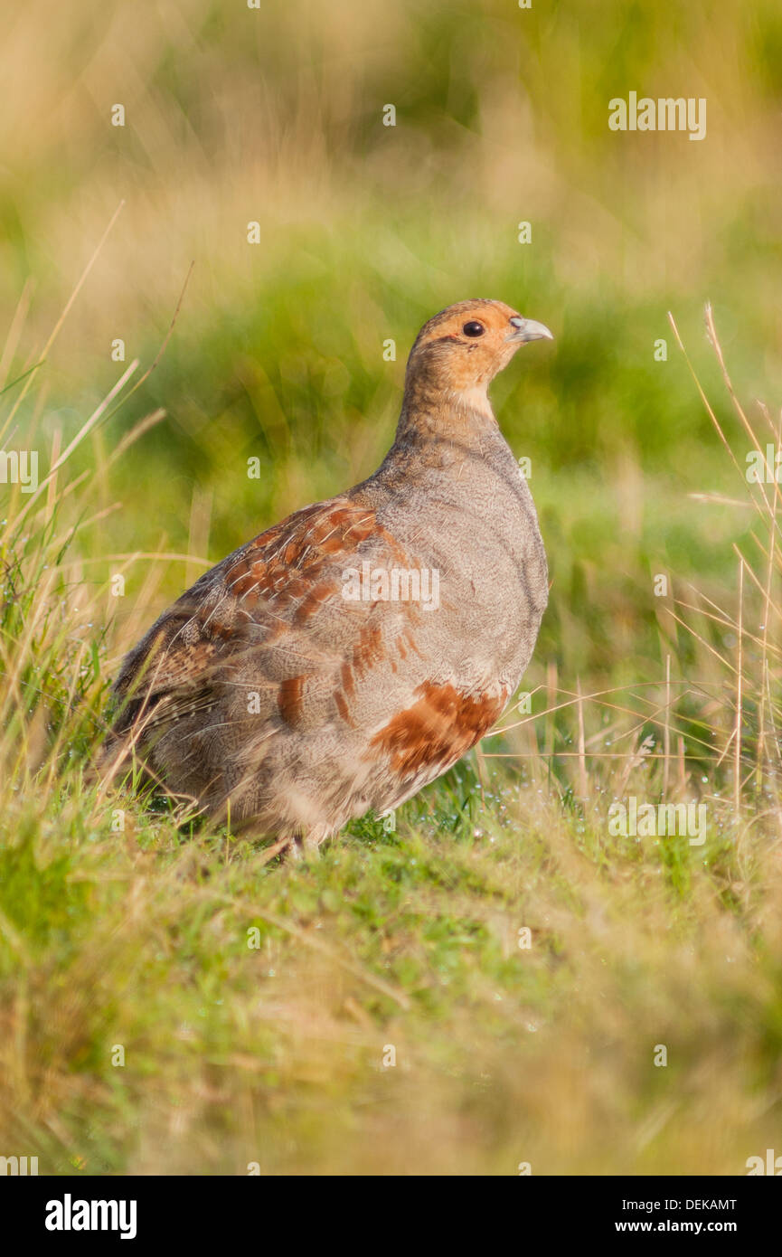 Grey partridge summer uk hi-res stock photography and images - Alamy