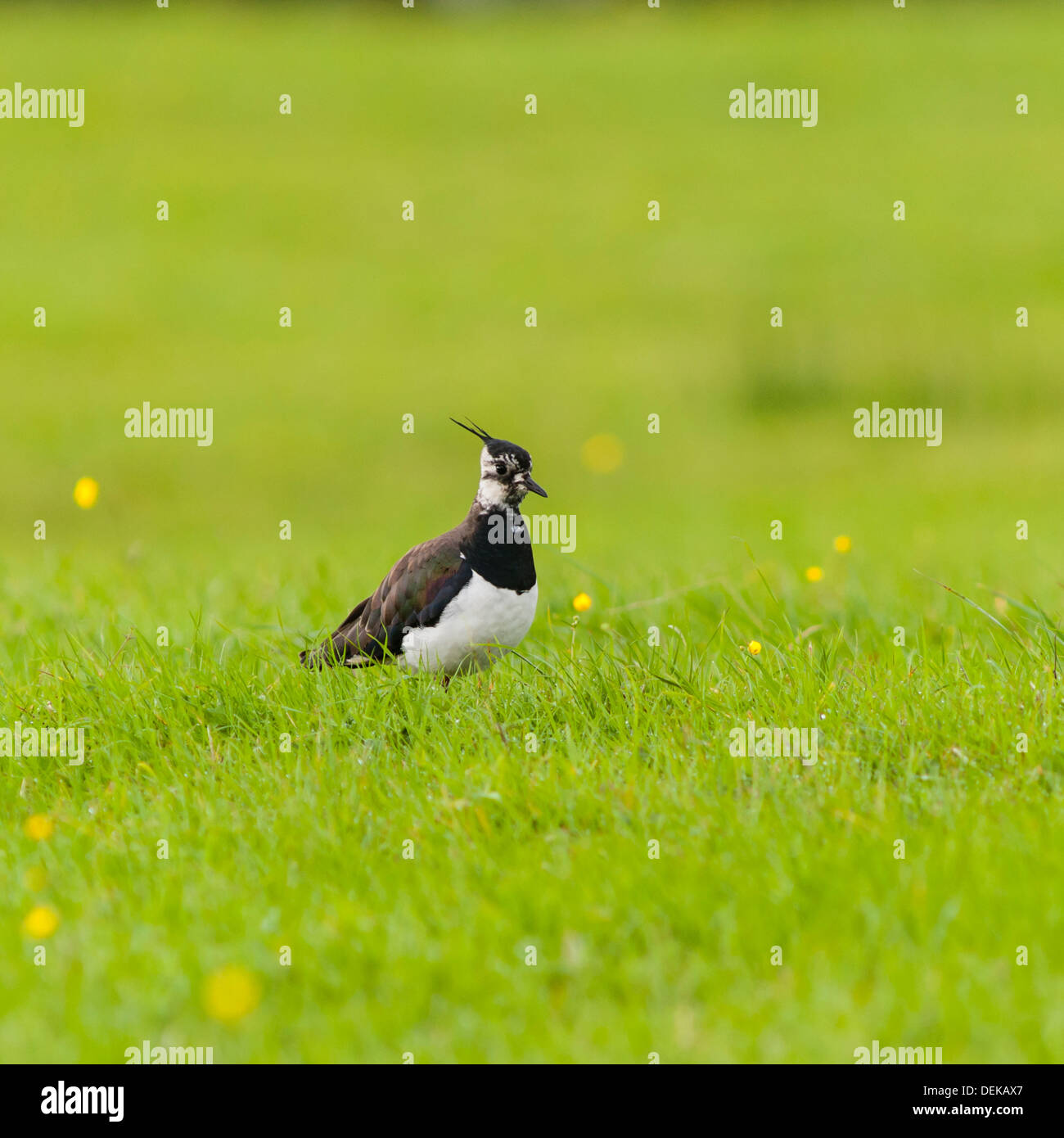 Lapwing In Yorkshire Dales High Resolution Stock Photography and Images ...
