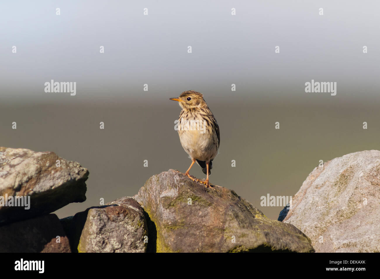 A Meadow Pipit ( Anthus pratensis ) in moorland, Yorkshire Dales ...