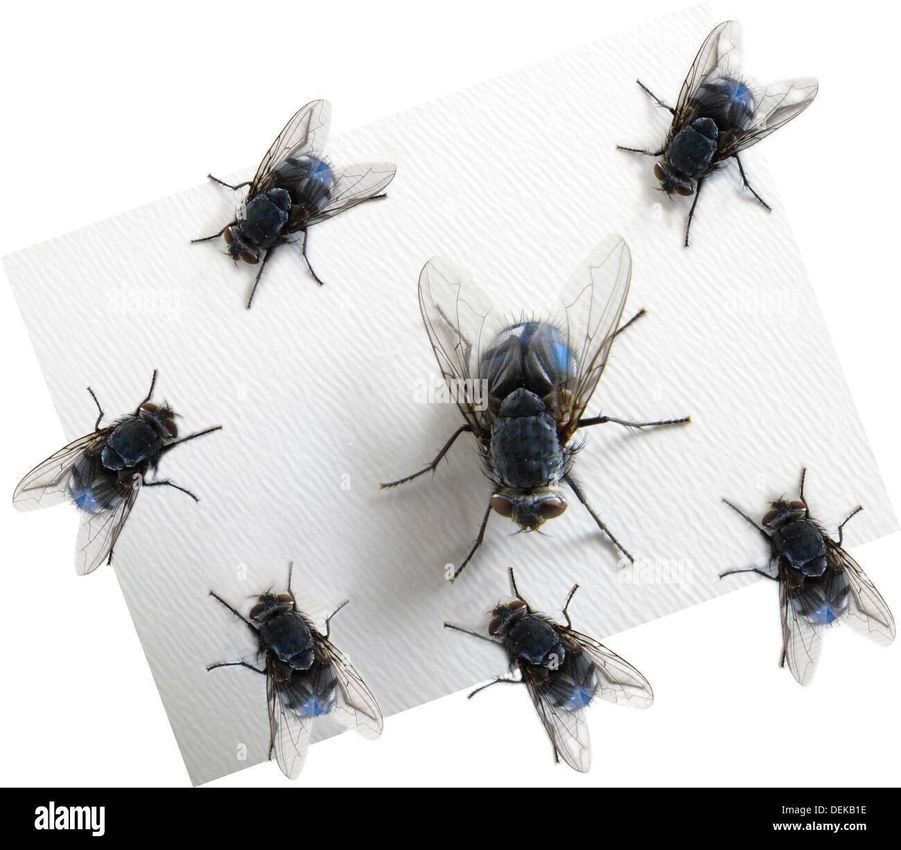 Diptera flying Cut Out Stock Images & Pictures - Alamy