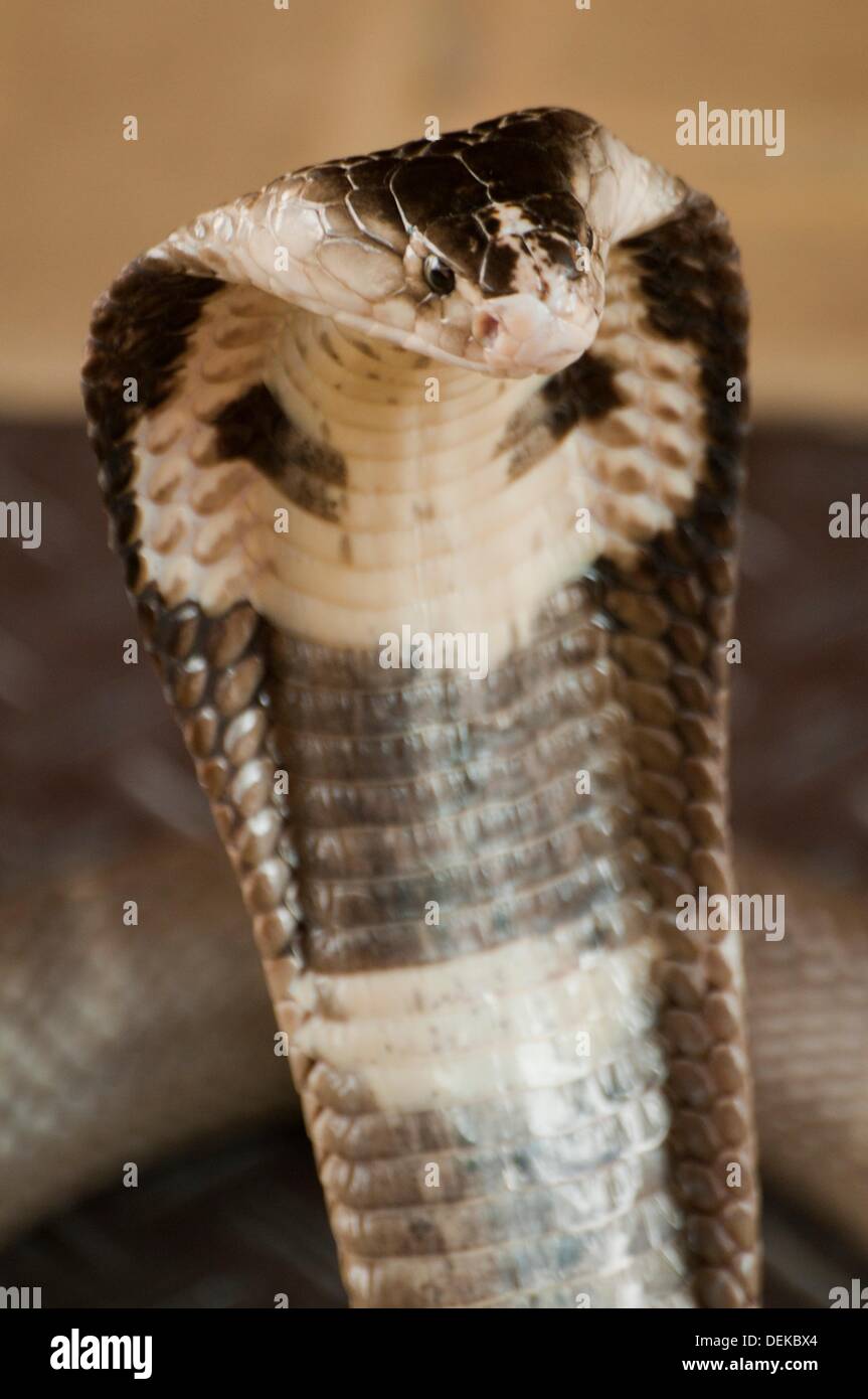 Venomous snakes of thailand hi-res stock photography and images - Alamy