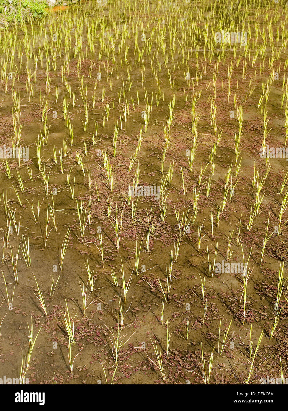 Young rice shoots hi-res stock photography and images - Alamy