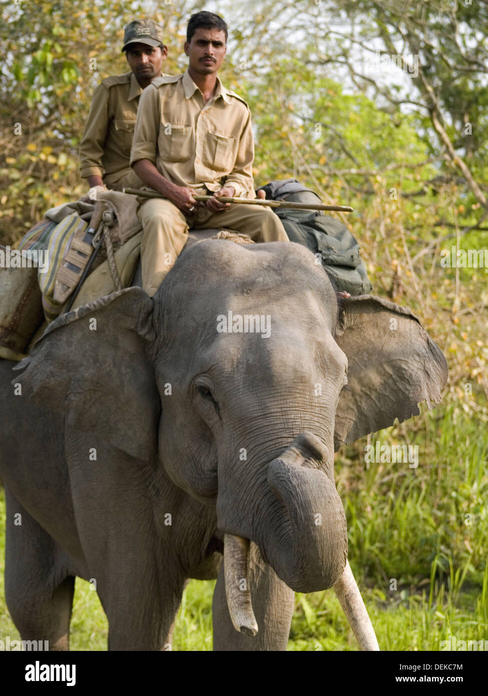 An Elephant Ranger Kaziranga National Park High Resolution Stock ...
