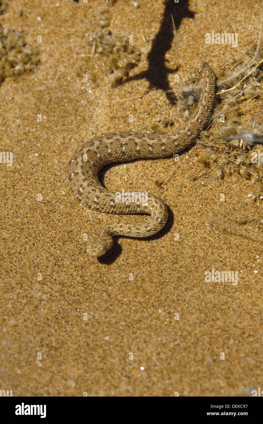 Sidewinder snake namib desert namibia hi-res stock photography and ...