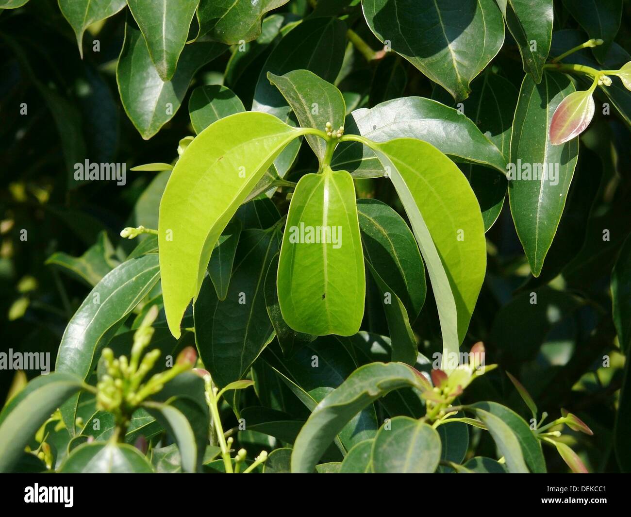 Tej patta hi-res stock photography and images - Alamy