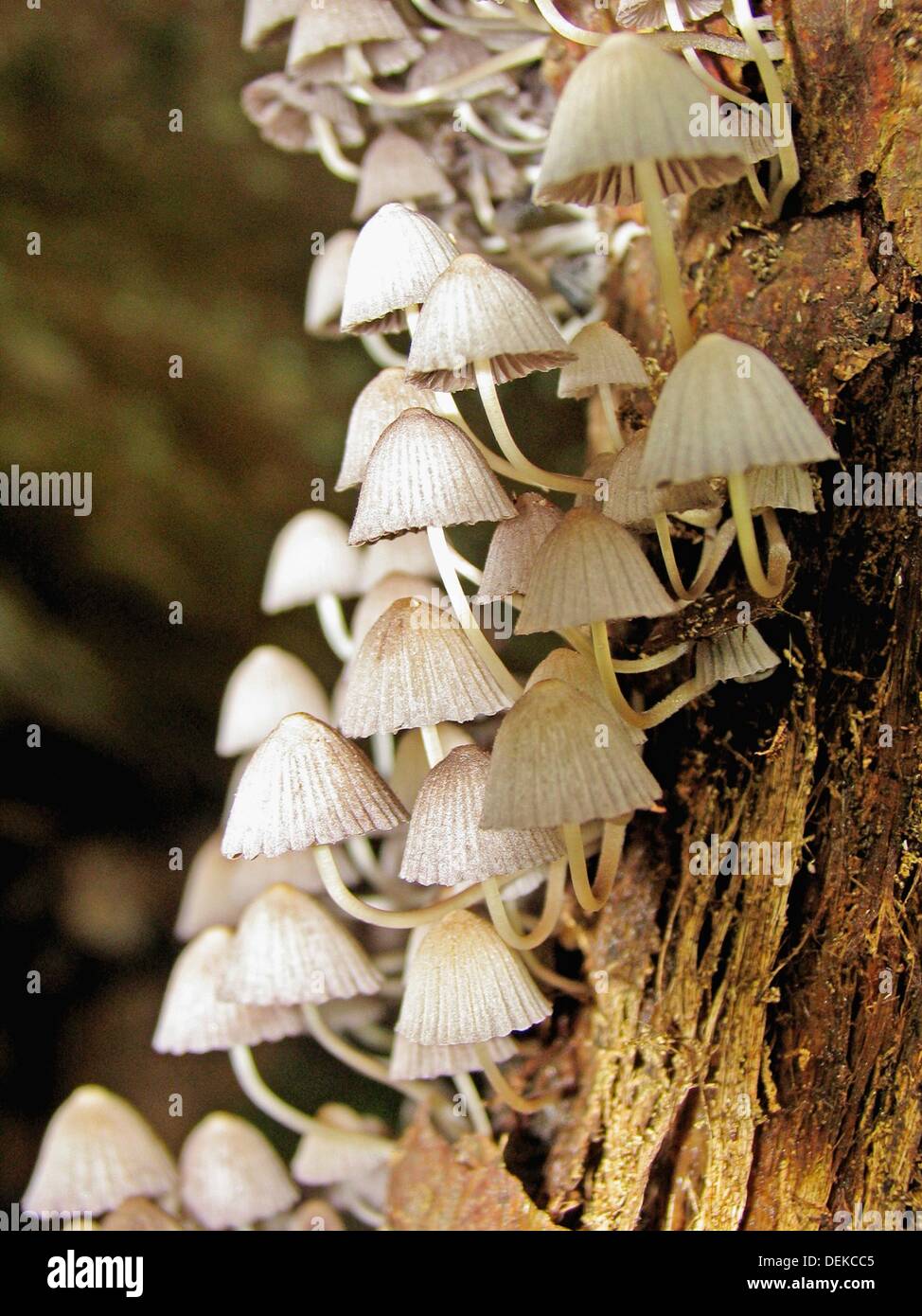 Hymenomycetes hi-res stock photography and images - Alamy