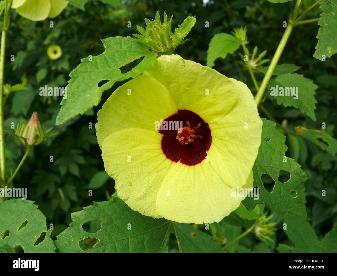 Hibiscus manihot hi-res stock photography and images - Alamy