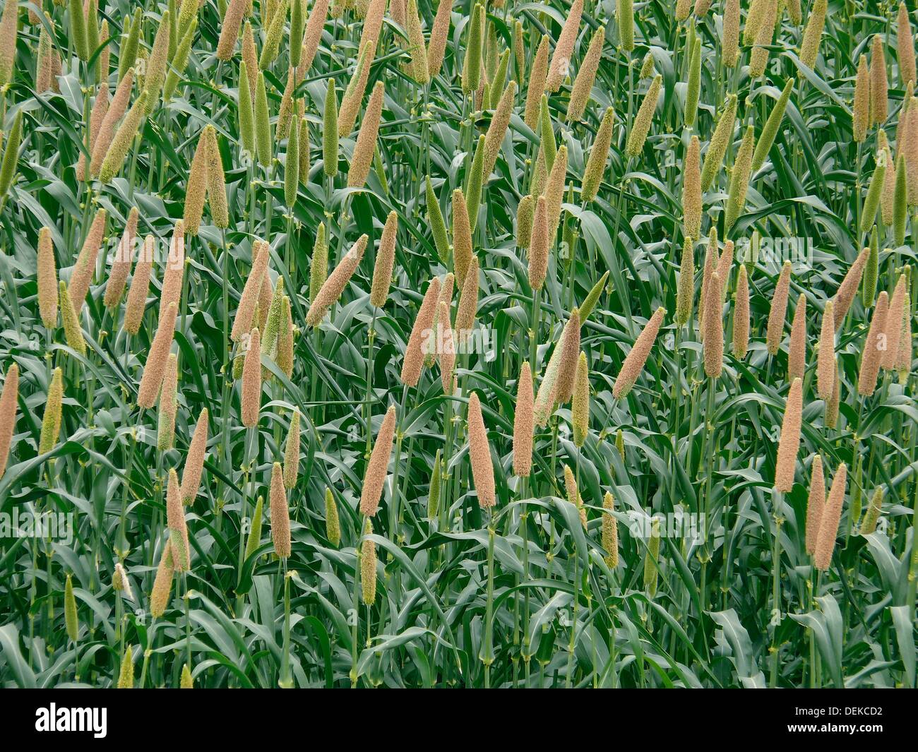 Holcus spicatus hi-res stock photography and images - Alamy