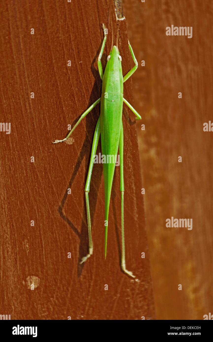 Ruspolia hi-res stock photography and images - Alamy