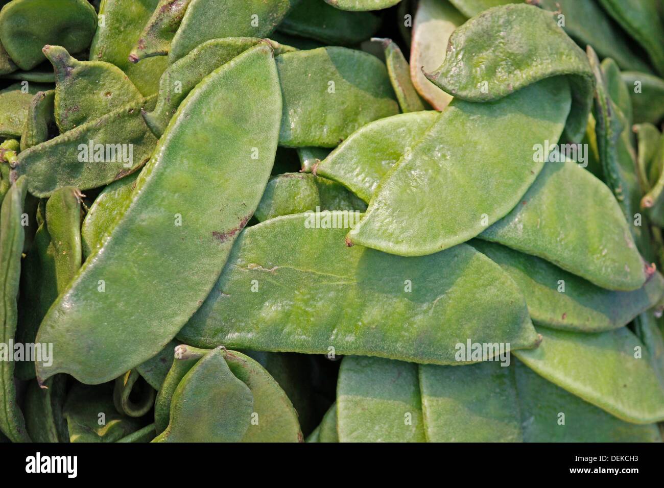 Dolichos field hi-res stock photography and images - Alamy