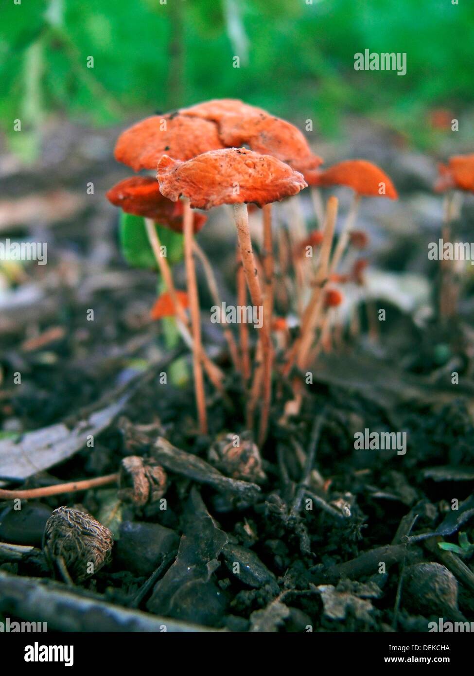 Orange Bonnet Mushroom High Resolution Stock Photography and Images - Alamy