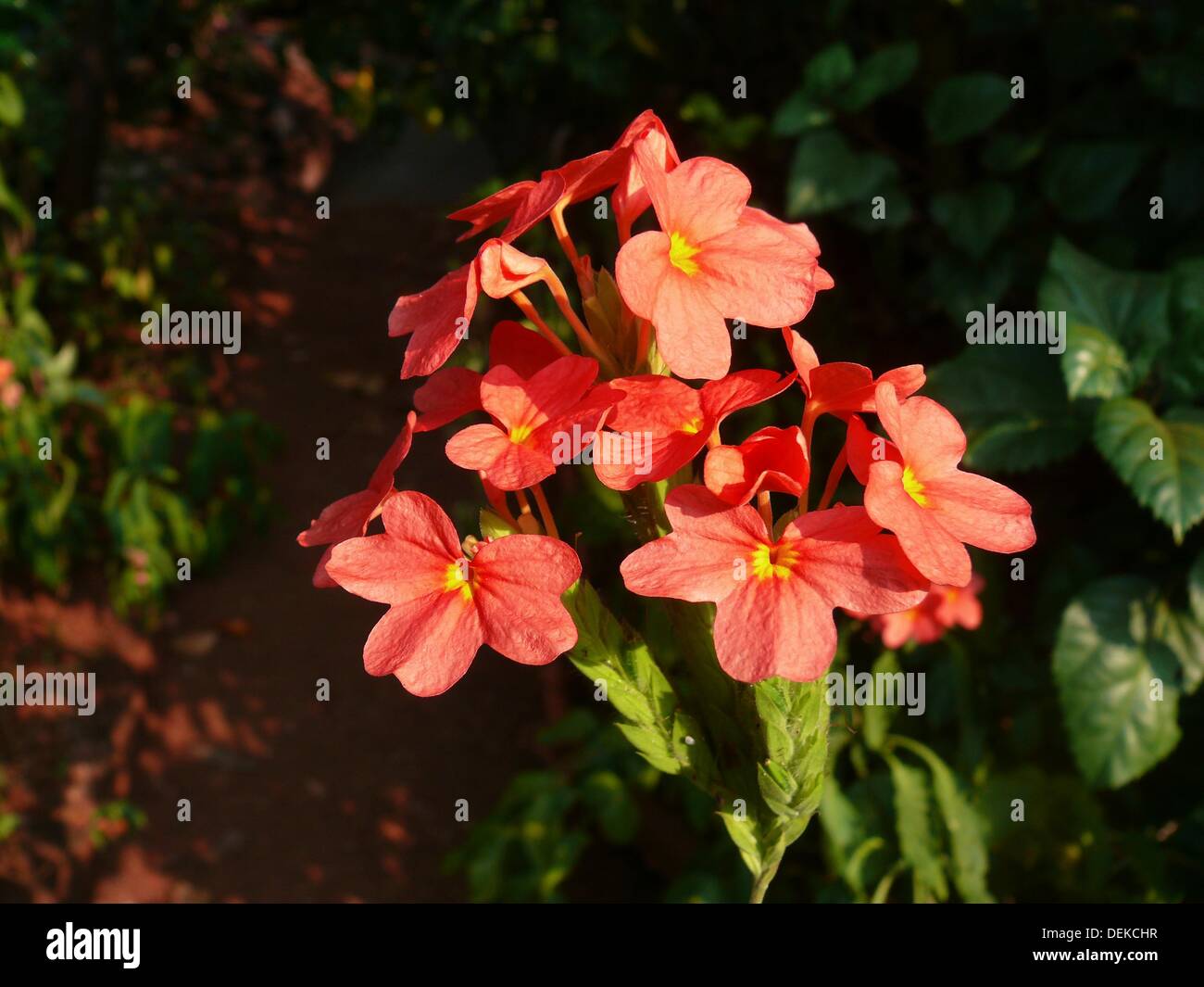 Crossandra infundibuliformis hi-res stock photography and images - Alamy