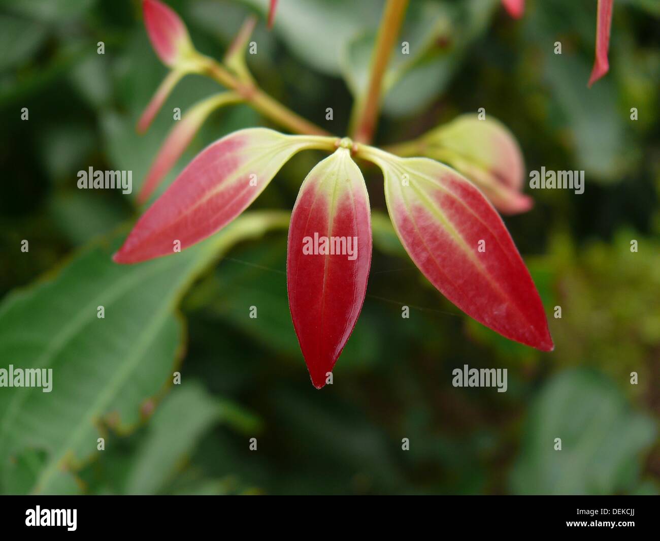 Tej patta hi-res stock photography and images - Alamy