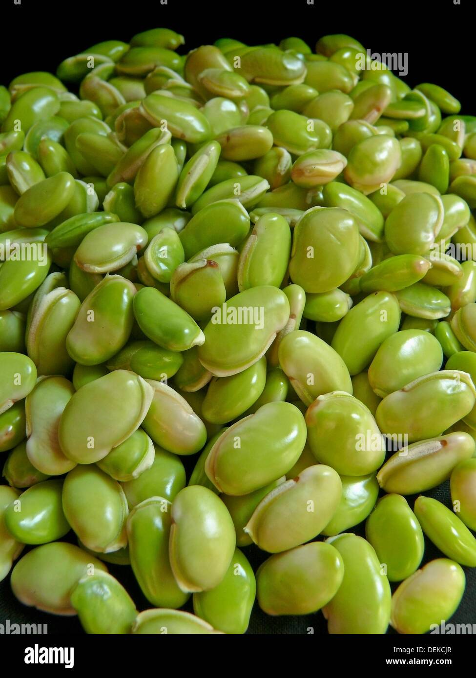 Papilionaceae fabaceae hi-res stock photography and images - Alamy