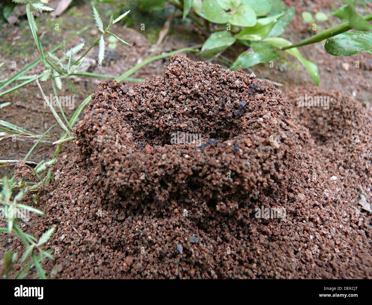 Fire anthill hi-res stock photography and images - Alamy