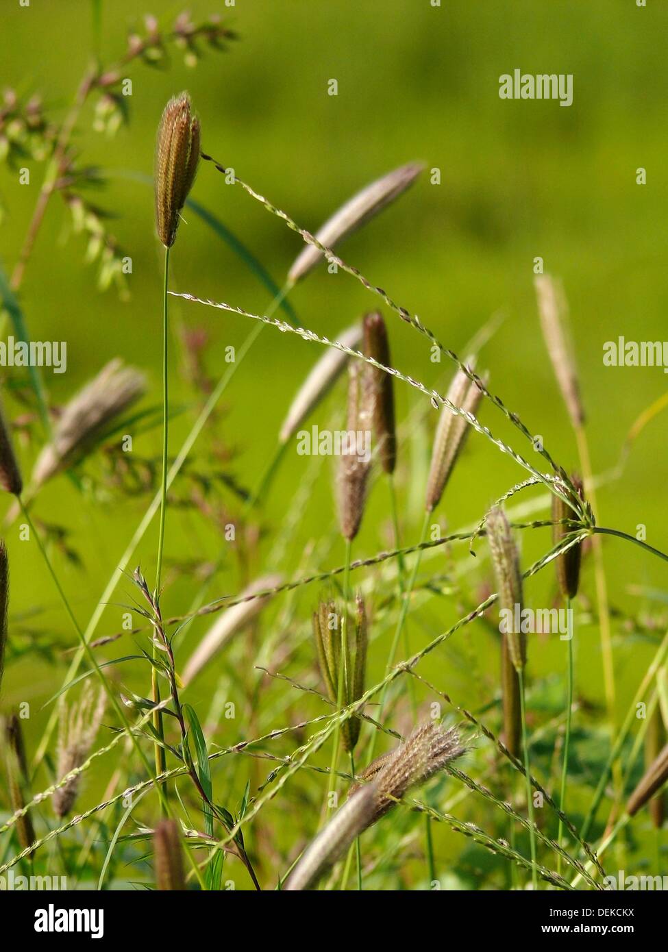 Feather finger grass hi-res stock photography and images - Alamy