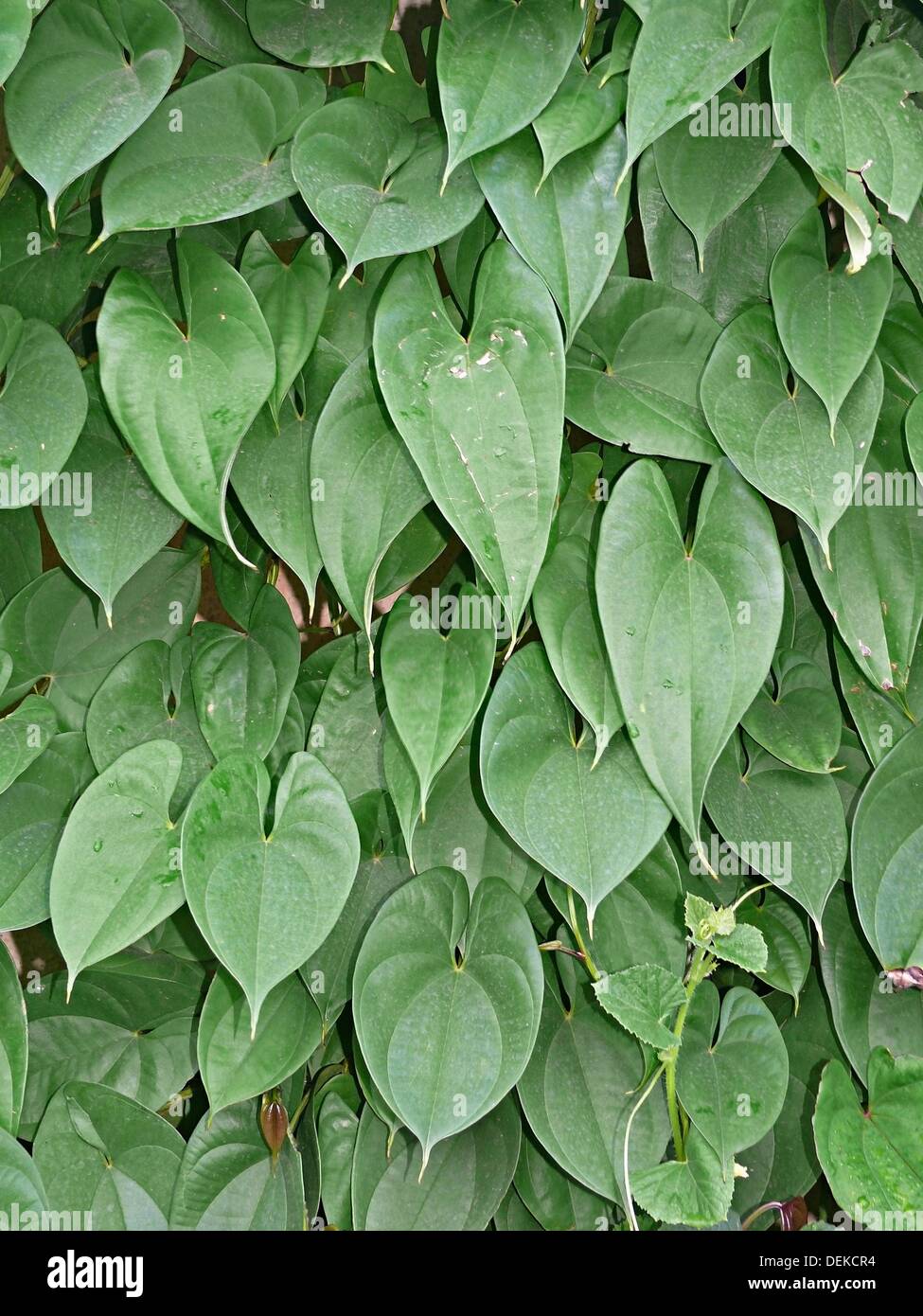 Greater yam kokan ghorkand hi-res stock photography and images - Alamy