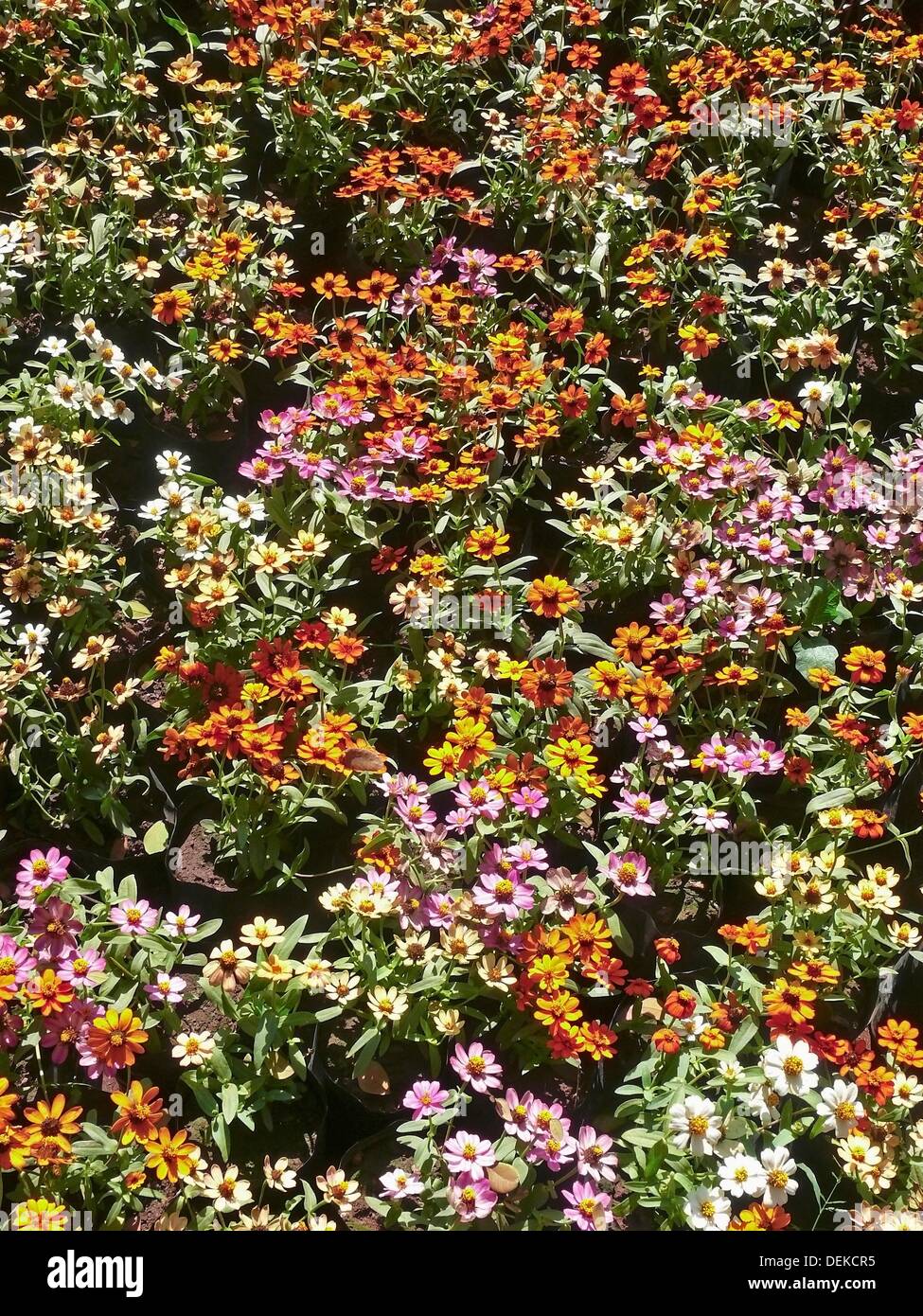 Bright red and yellow zenia hi-res stock photography and images - Alamy