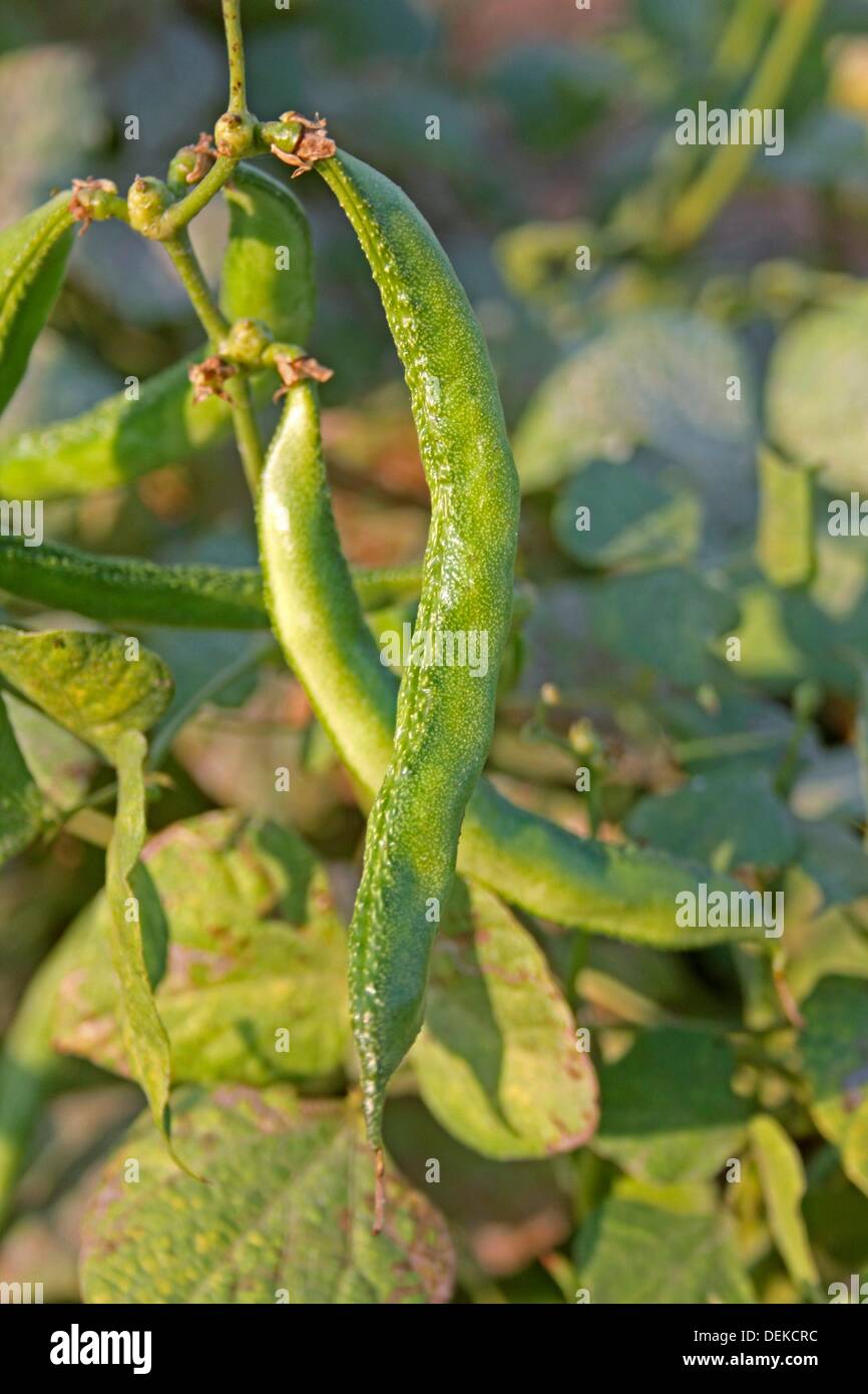 Surti papdi hi-res stock photography and images - Alamy